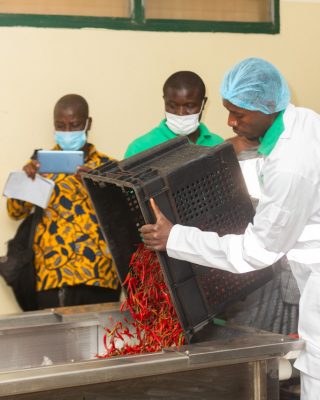 Out-Grower Scheme - Astufi Processing & Services Centre